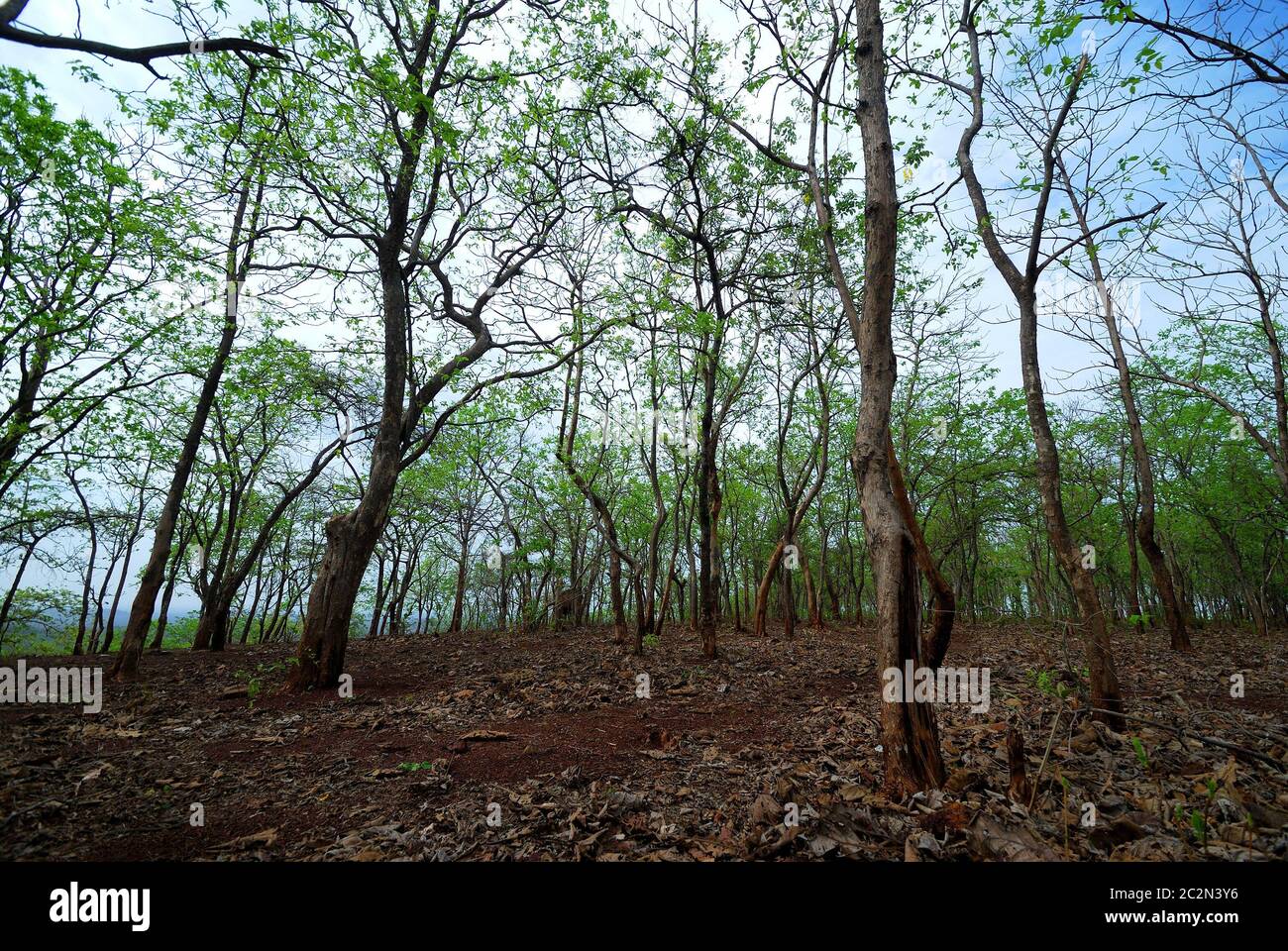 Beautiful Landscape with trees Stock Photo - Alamy
