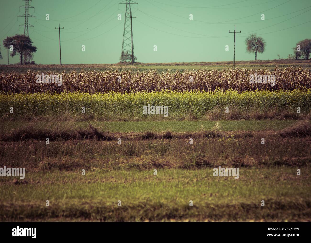 landscape with empty fields and old corn in the field at the end of ...