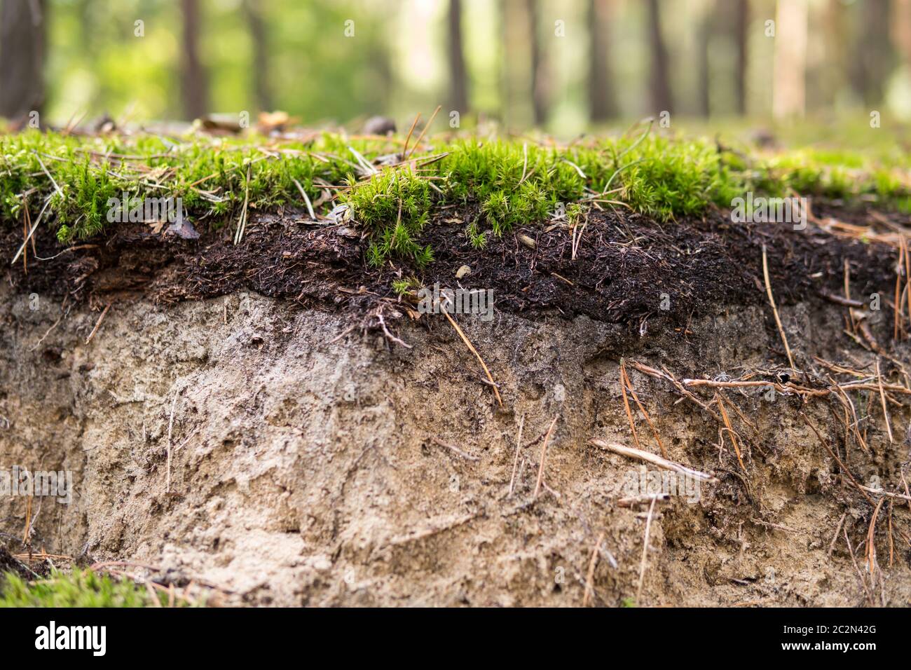 detail of a podzol soil with visible topsoil and eluvial layers Stock ...