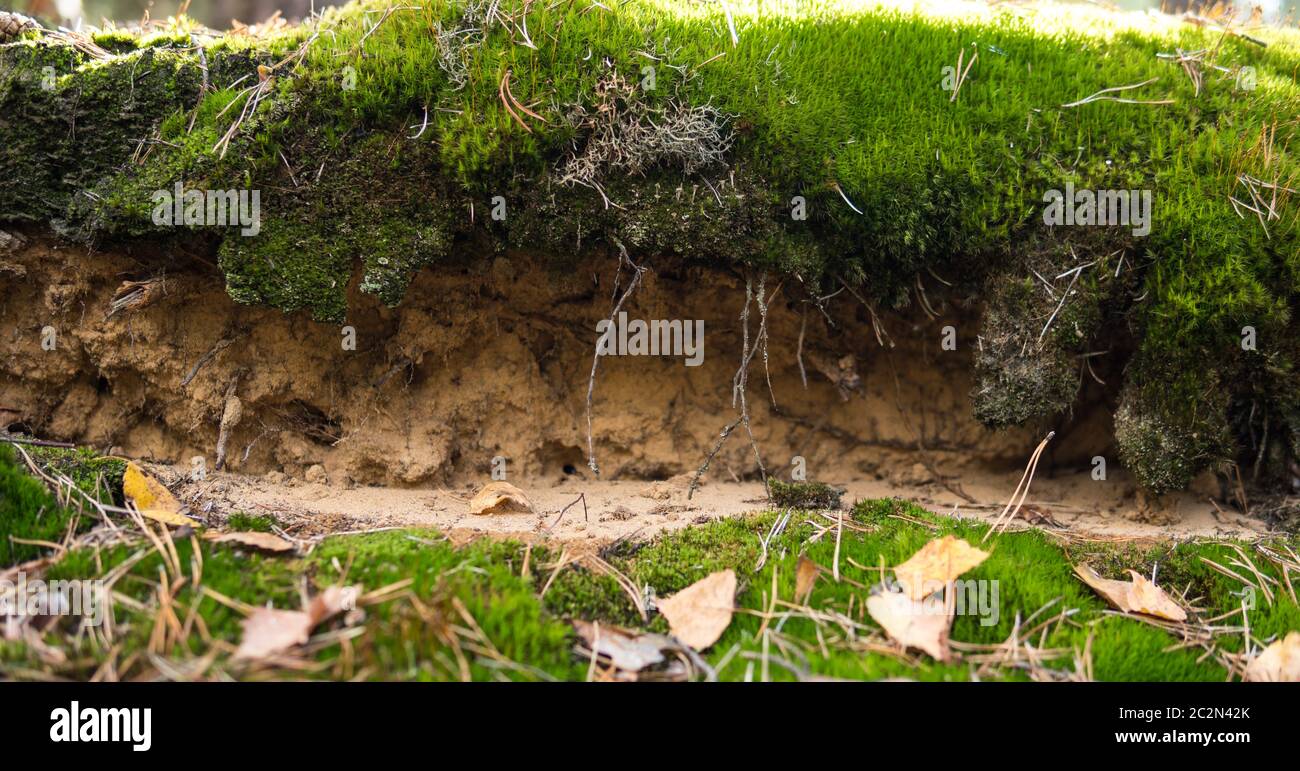 Podzol hi-res stock photography and images - Alamy