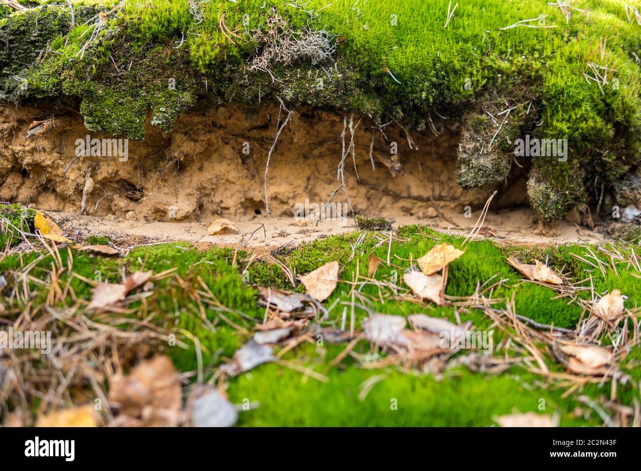 Podzol hi-res stock photography and images - Alamy