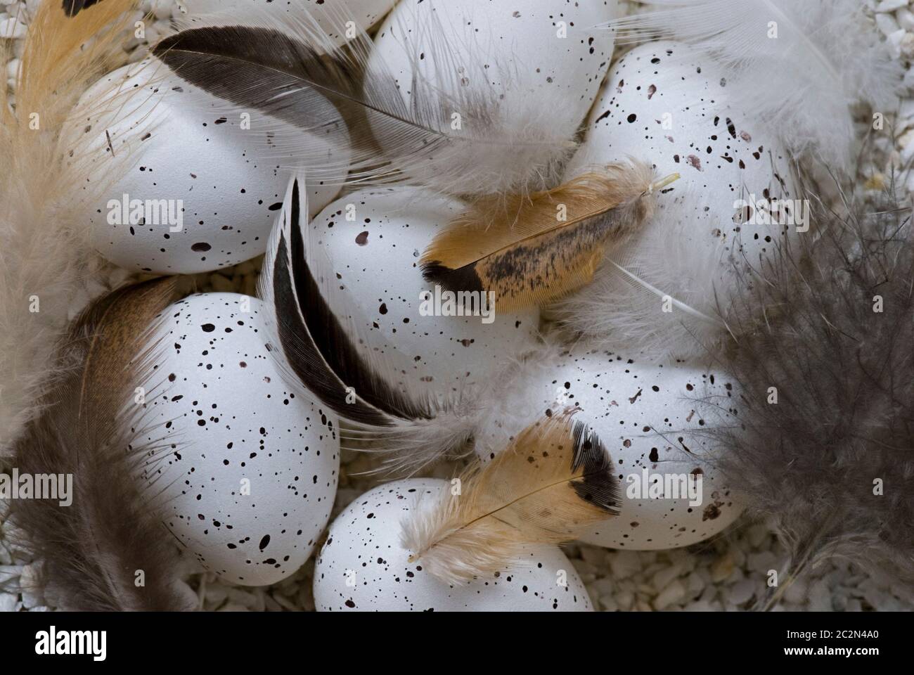 Speckled birds eggs hi-res stock photography and images - Alamy