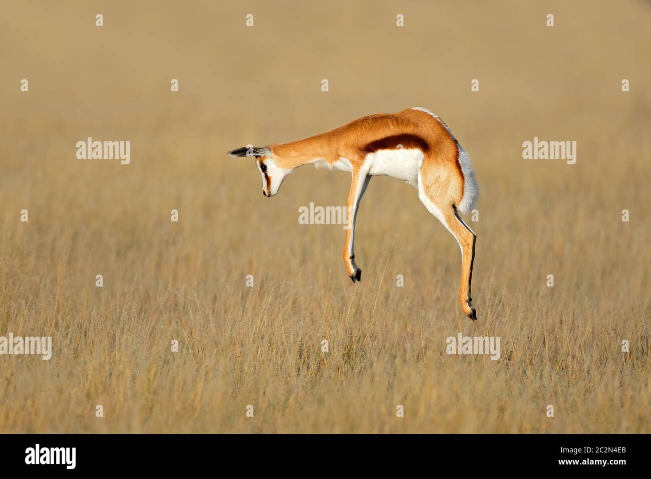 Gazelle jumping hi-res stock photography and images - Alamy