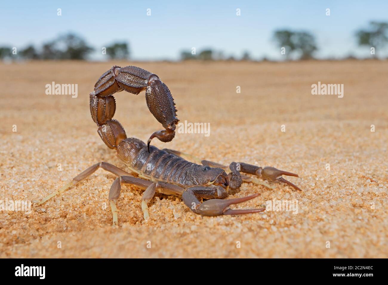 Granulated thick-tailed scorpion (Parabuthus granulatus), Kalahari ...