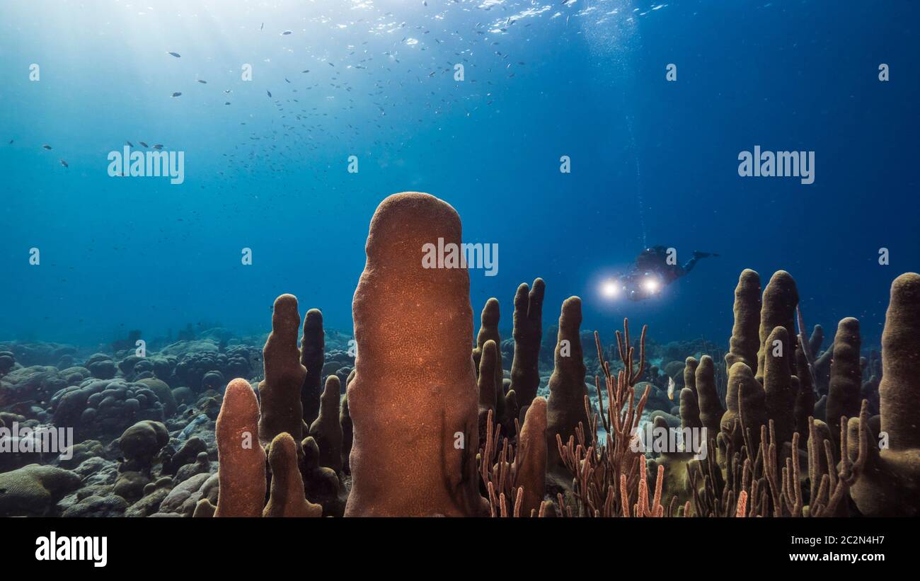Pillar coral hi-res stock photography and images - Alamy
