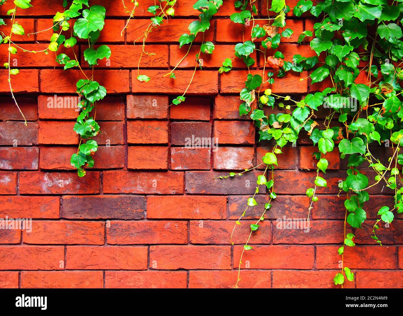 Vines on brick wall hi-res stock photography and images - Alamy