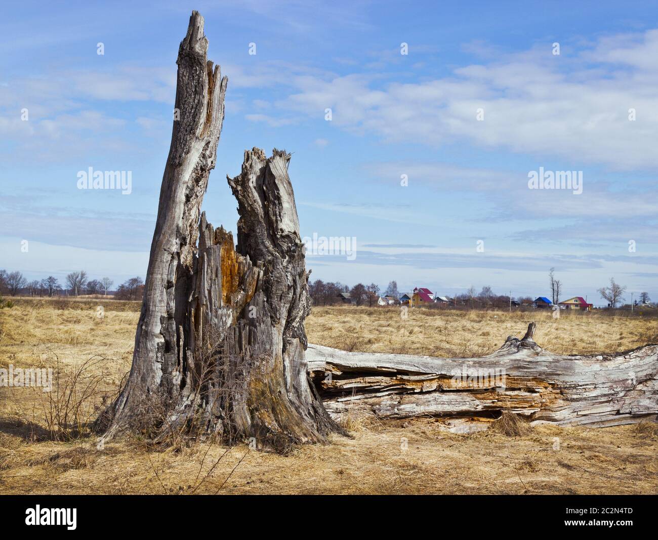Rotten stump hi-res stock photography and images - Alamy