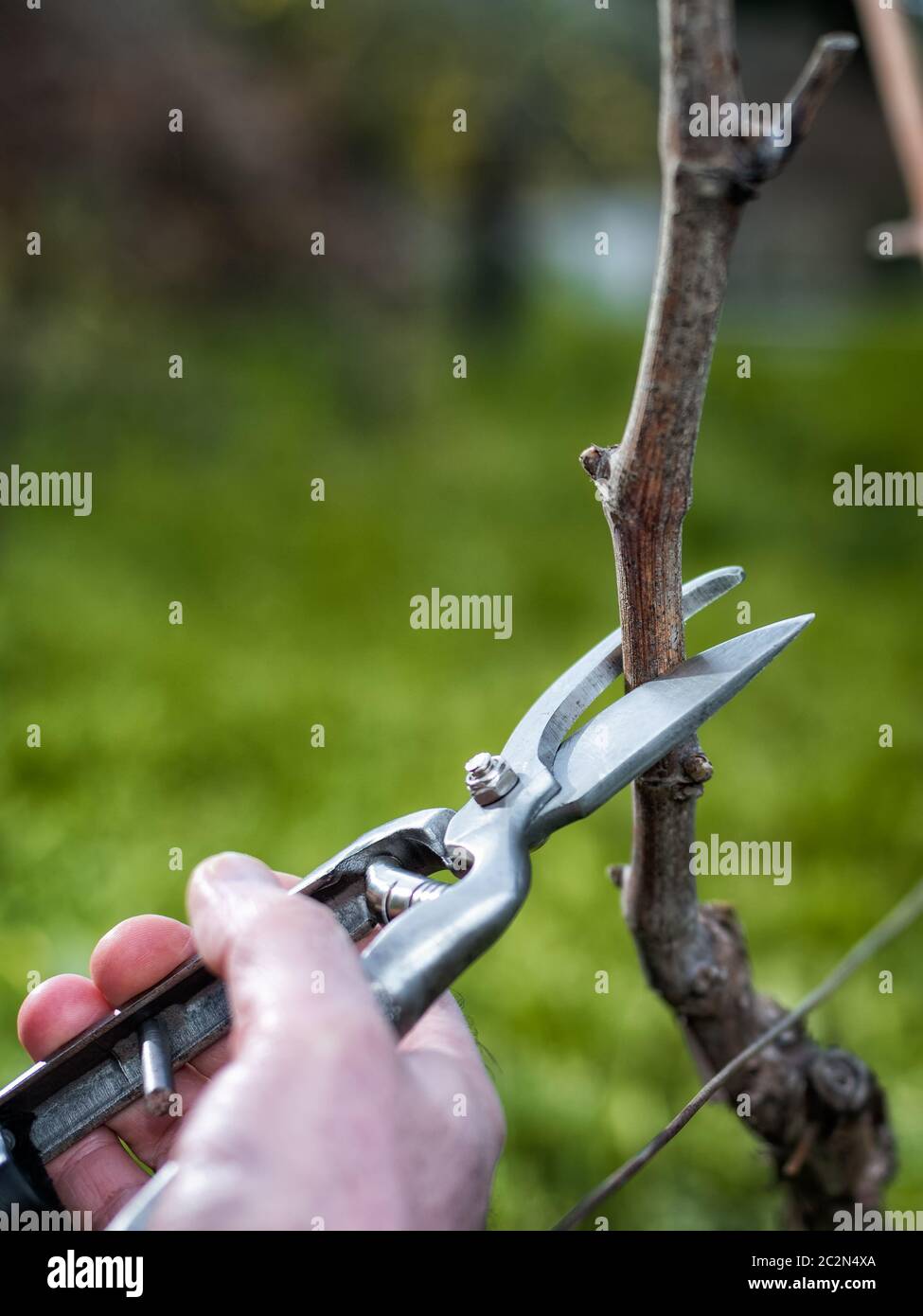 Close-up of a winegrower hand. Prune the vineyard with professional ...