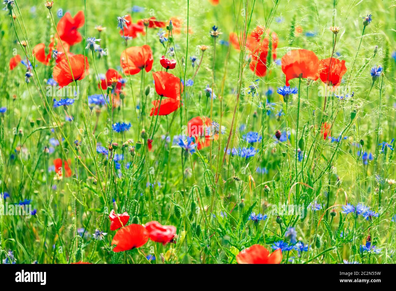 Poppy field of poppy flowers hi-res stock photography and images - Alamy