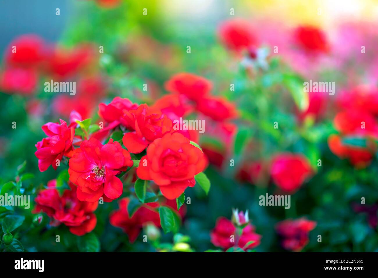 red roses in the garden Stock Photo - Alamy