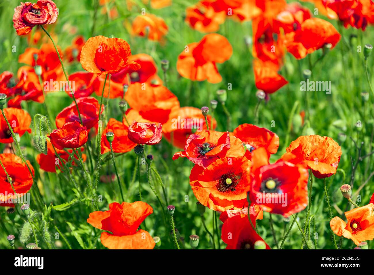 poppy field of red poppies Stock Photo - Alamy