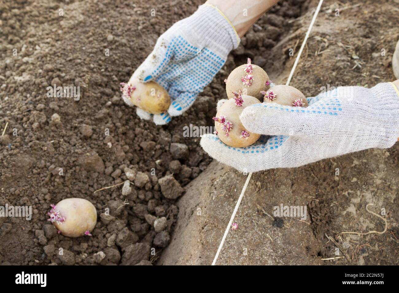Farmer planting sprouts potatoes in the ground Stock Photo - Alamy