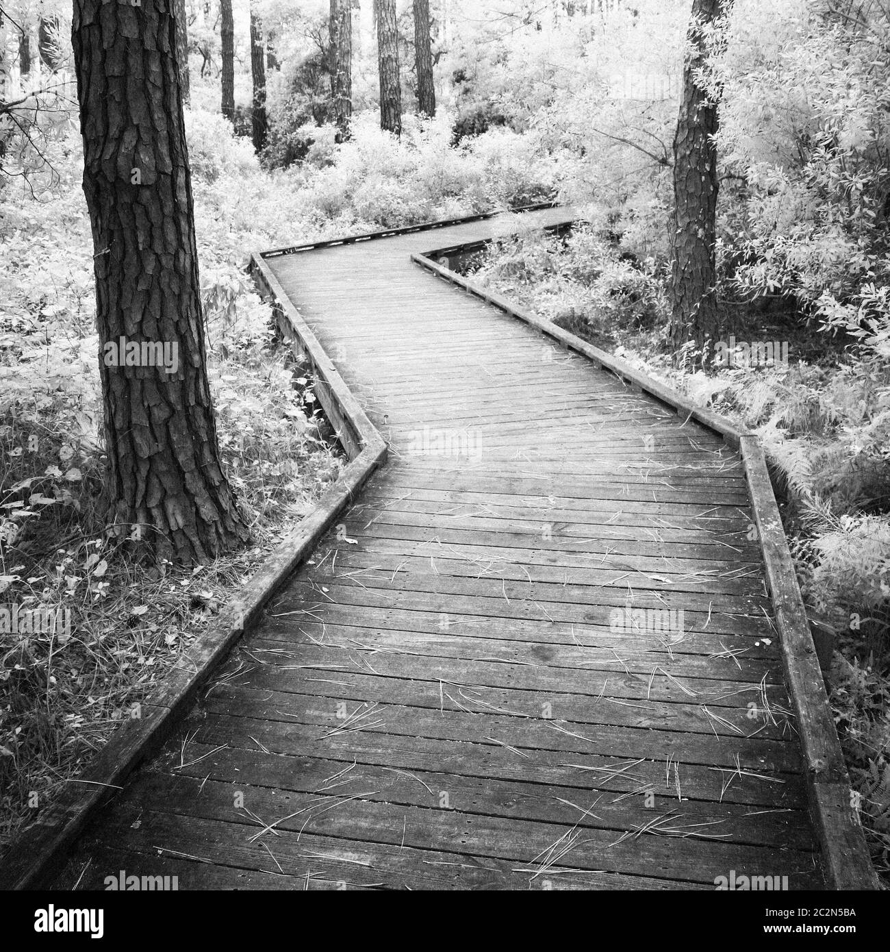Black and white trees woods path hi-res stock photography and images ...