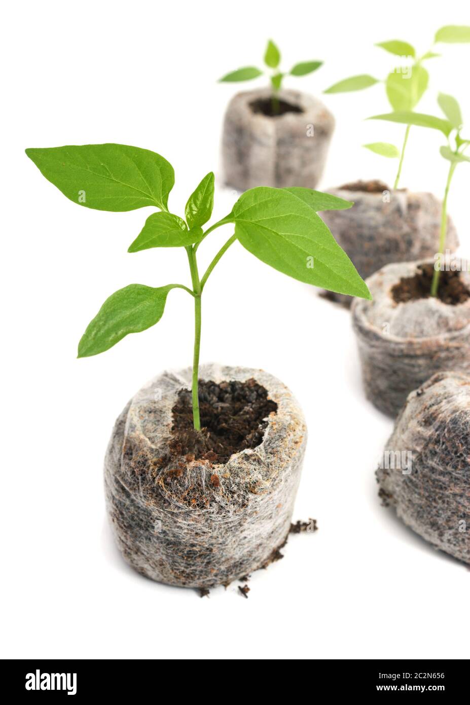 Peat plants hi-res stock photography and images - Alamy