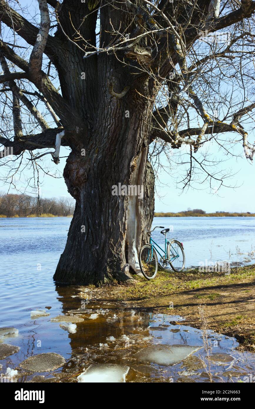 Flooded with water tree as a result of flooding Stock Photo - Alamy