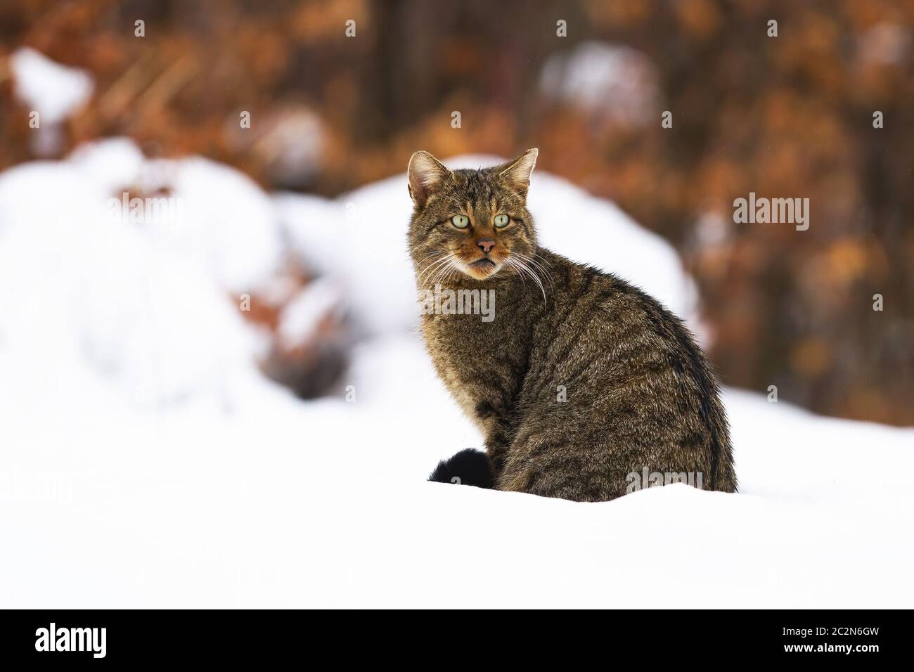 Fluffy european wildcat, felis silvestris, sitting in the middle of the ...