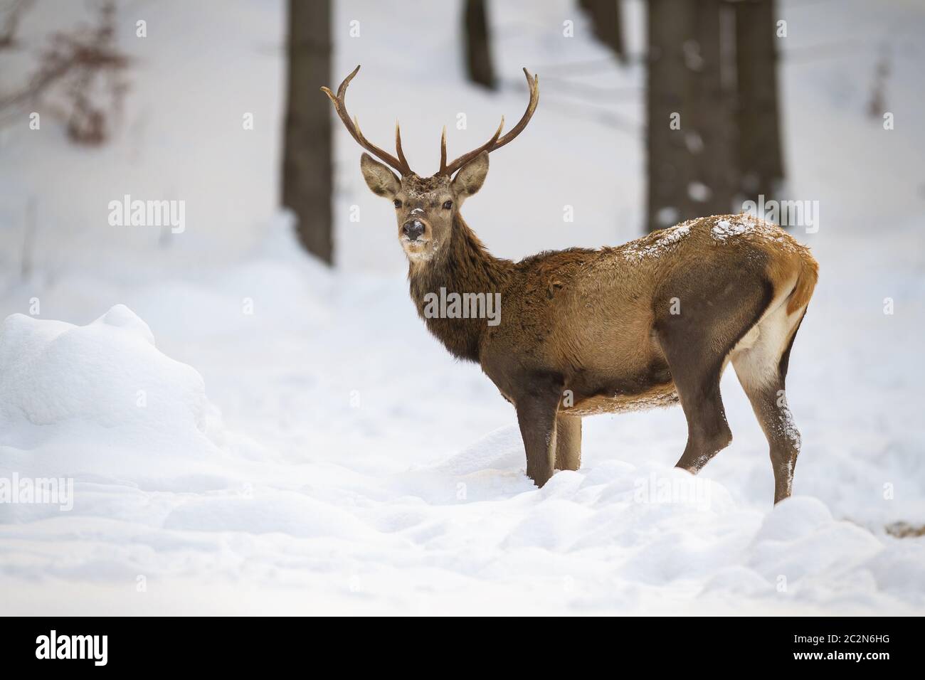 Angry red deer, cervus elaphus, moving in the white cold forest habitat ...