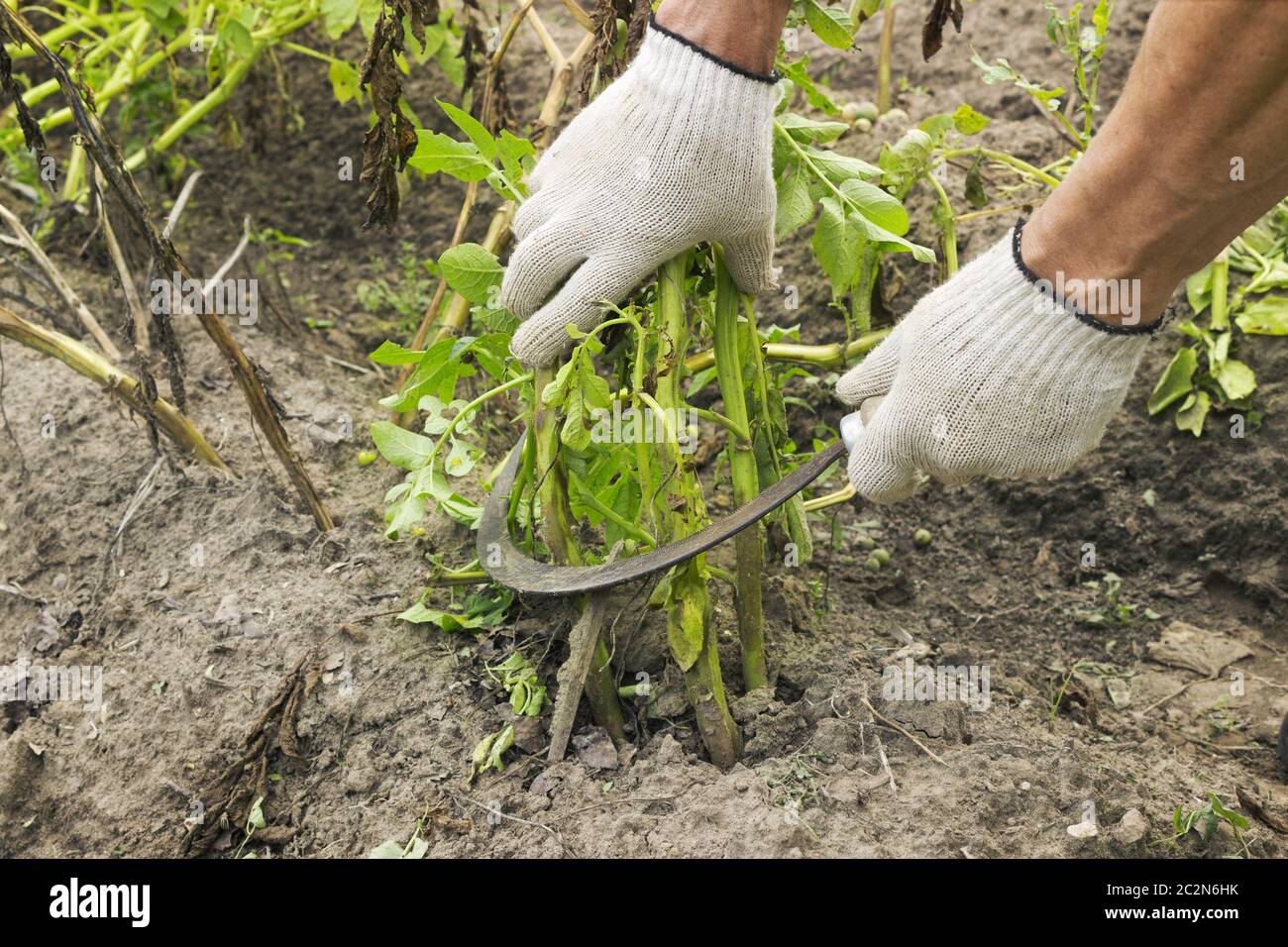 Haulm potato hi-res stock photography and images - Alamy