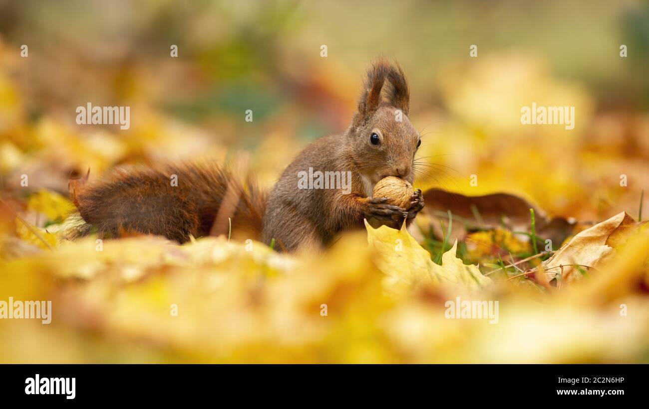 Little red squirrel, sciurus vulgaris, biting the nut and observing the ...