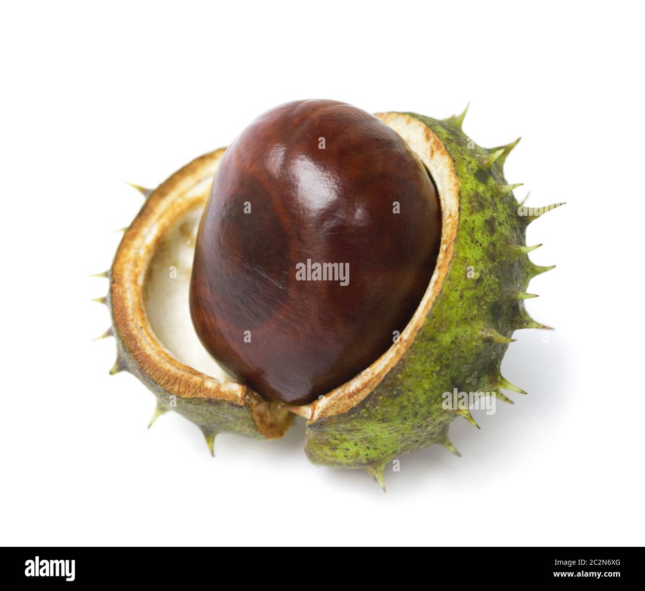 Horse chestnut shell hi-res stock photography and images - Alamy