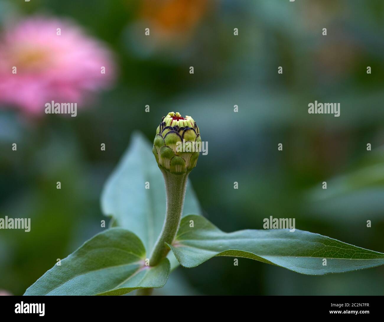 zinnia flower stalk with green leaves and unblown bud, close up Stock ...