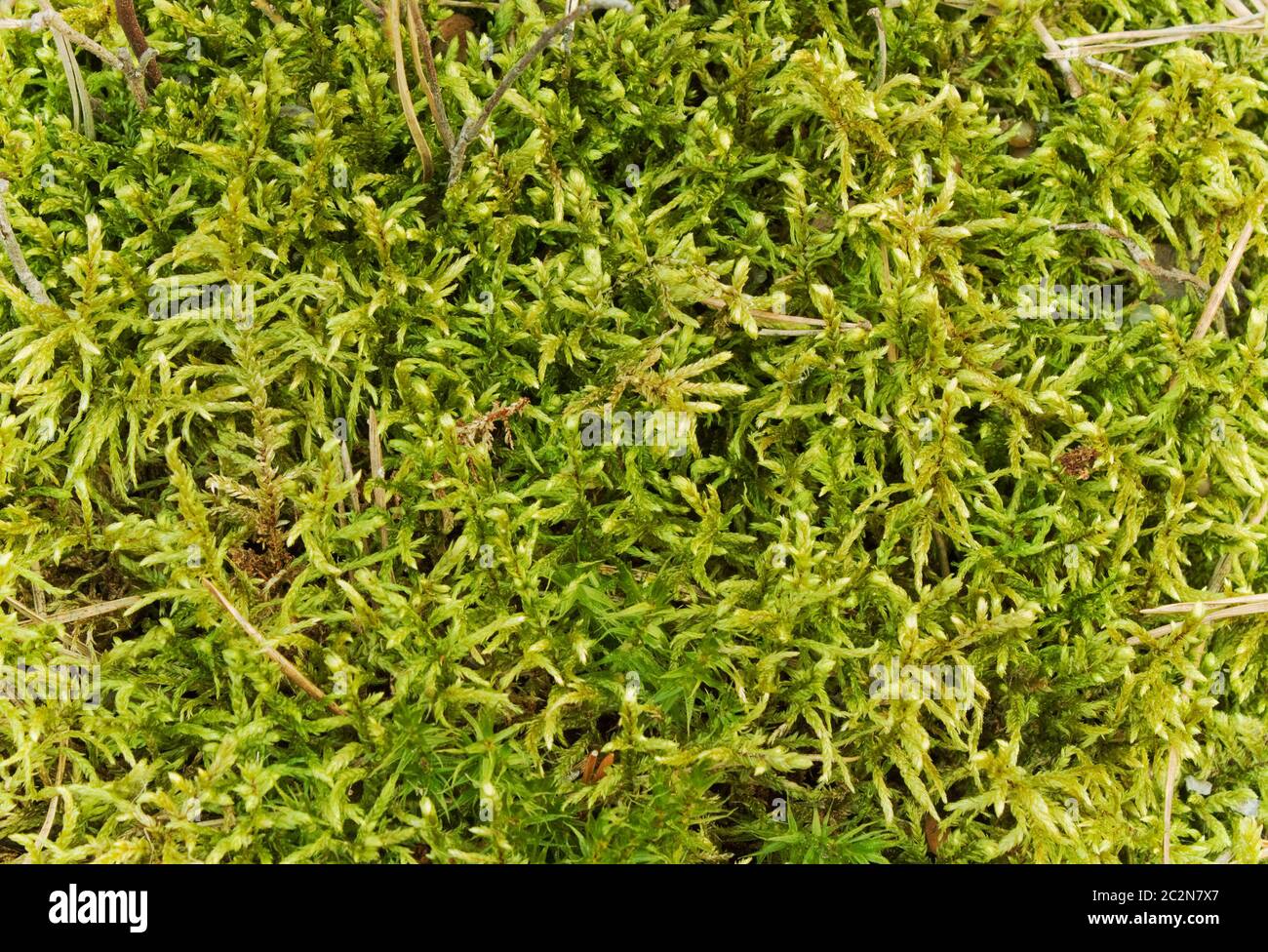 Moss structure hi-res stock photography and images - Alamy