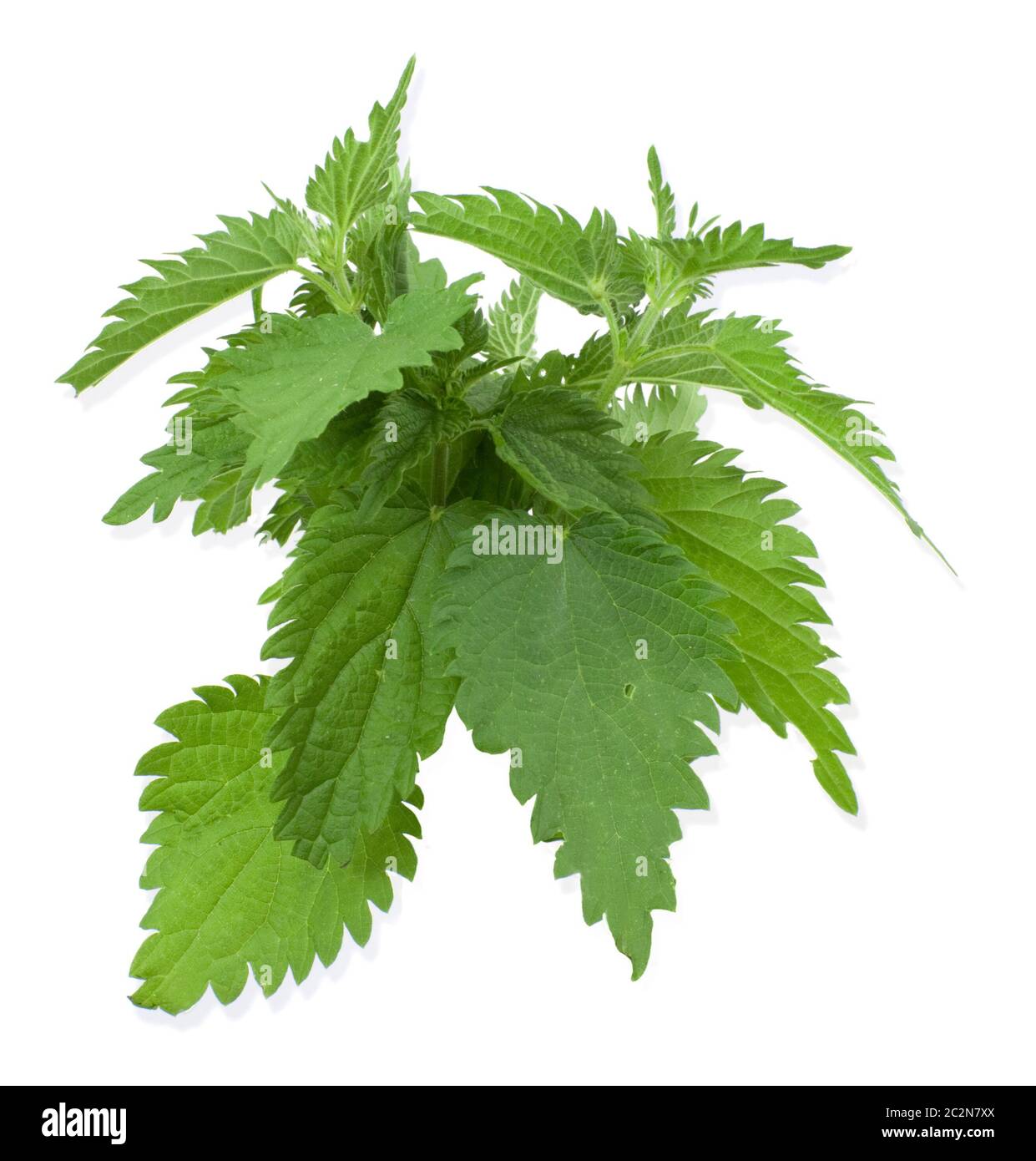 Nettle grass Cut Out Stock Images & Pictures - Alamy