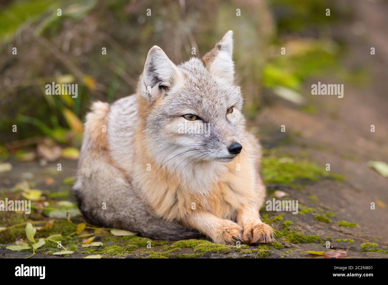 Corsac fox hi-res stock photography and images - Alamy