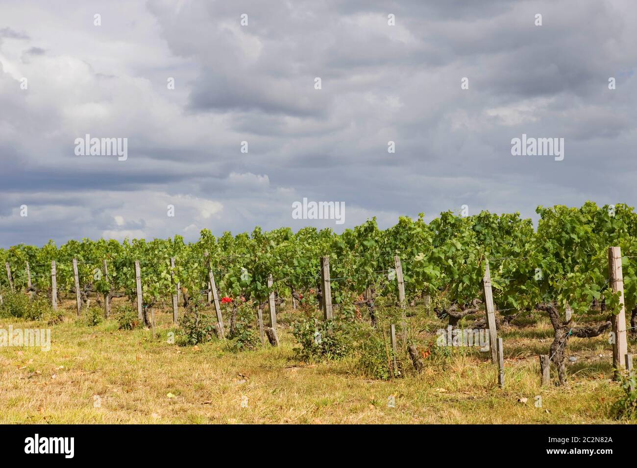 Vineyard at the rural fields of Bordeaux, France Stock Photo - Alamy