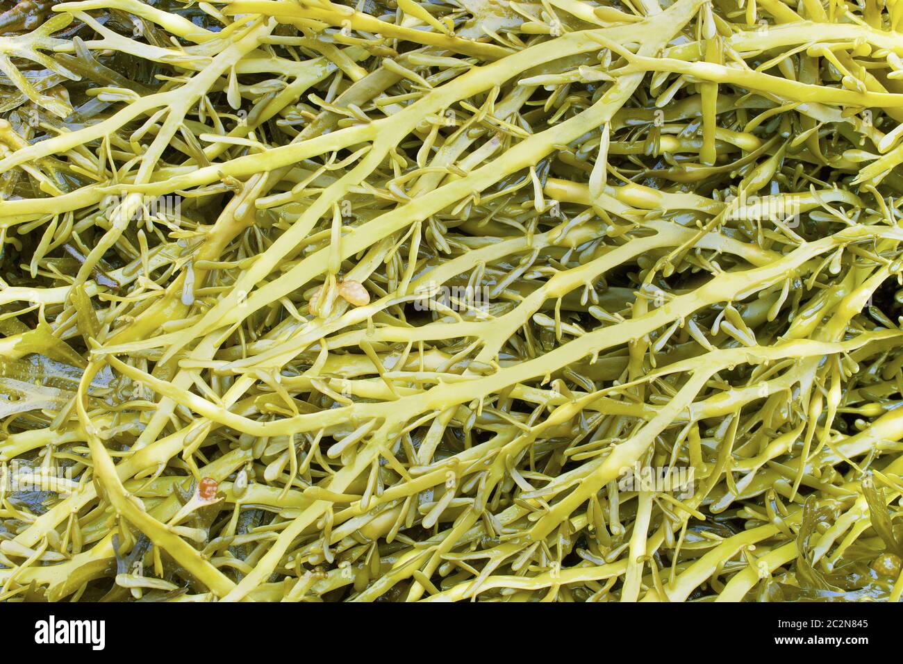 Fucaceae hi-res stock photography and images - Alamy