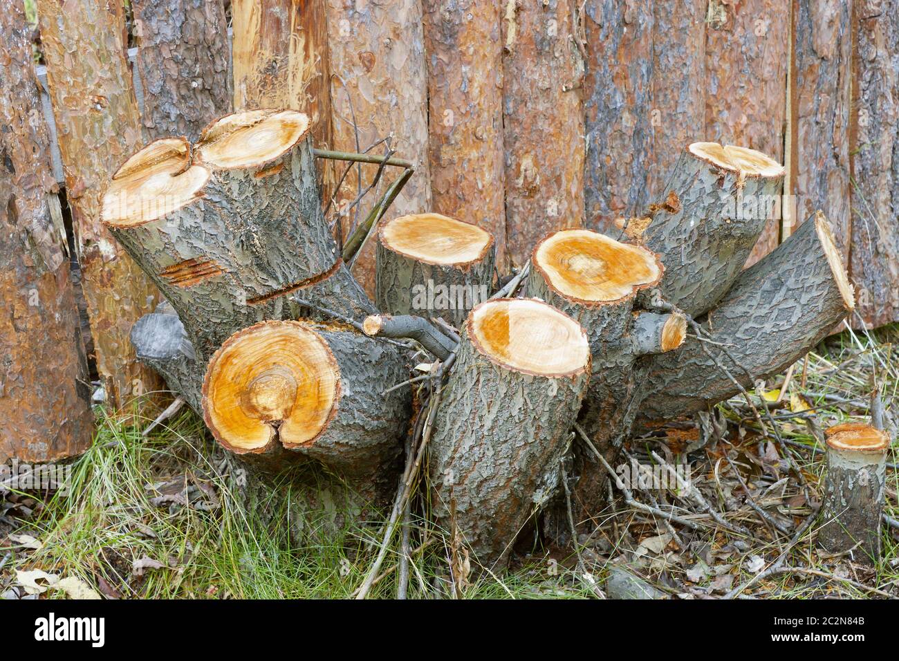 Stump of alder Stock Photo - Alamy