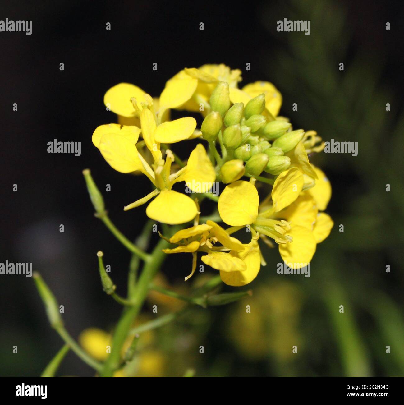 White mustard (Sinapis alba Stock Photo - Alamy