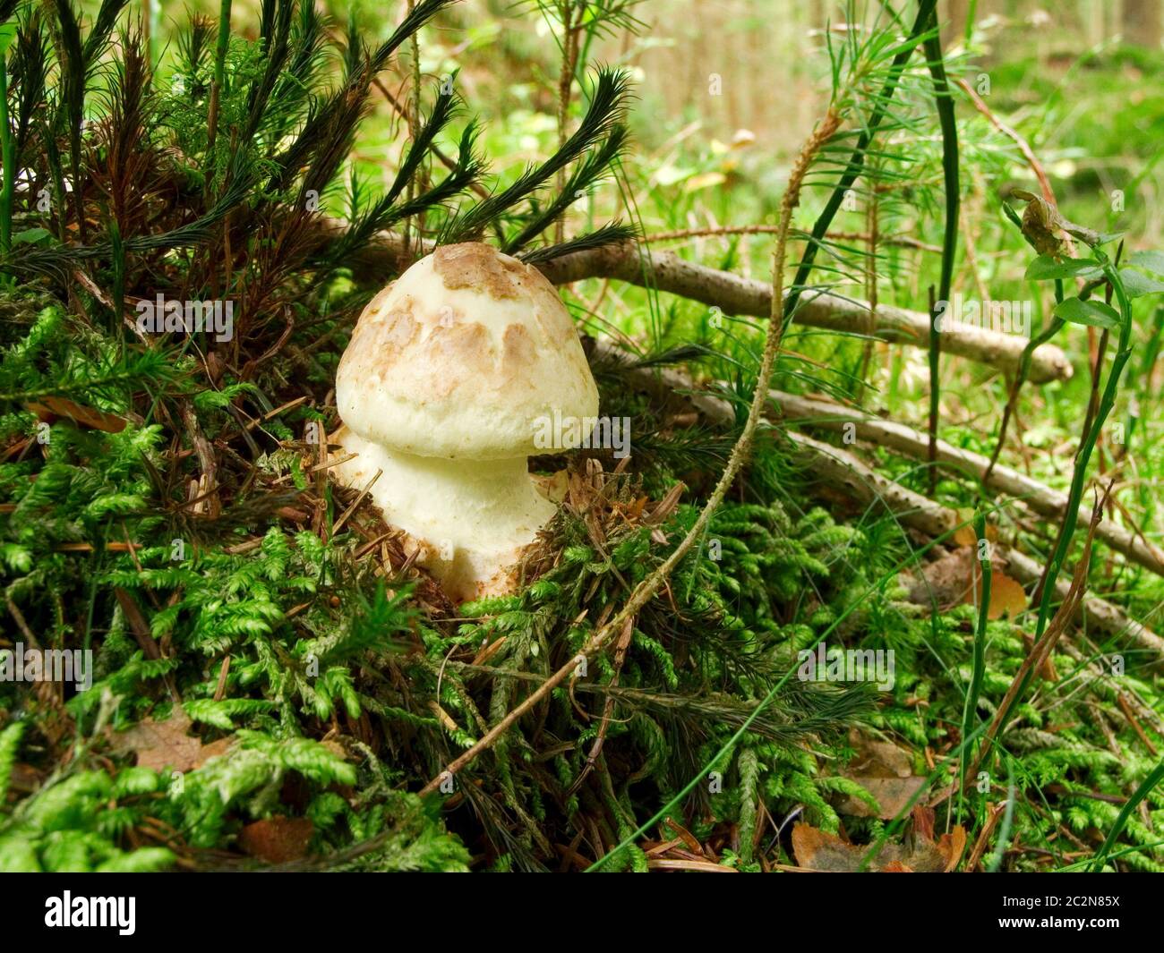 Giant parakeet mushroom hi-res stock photography and images - Alamy