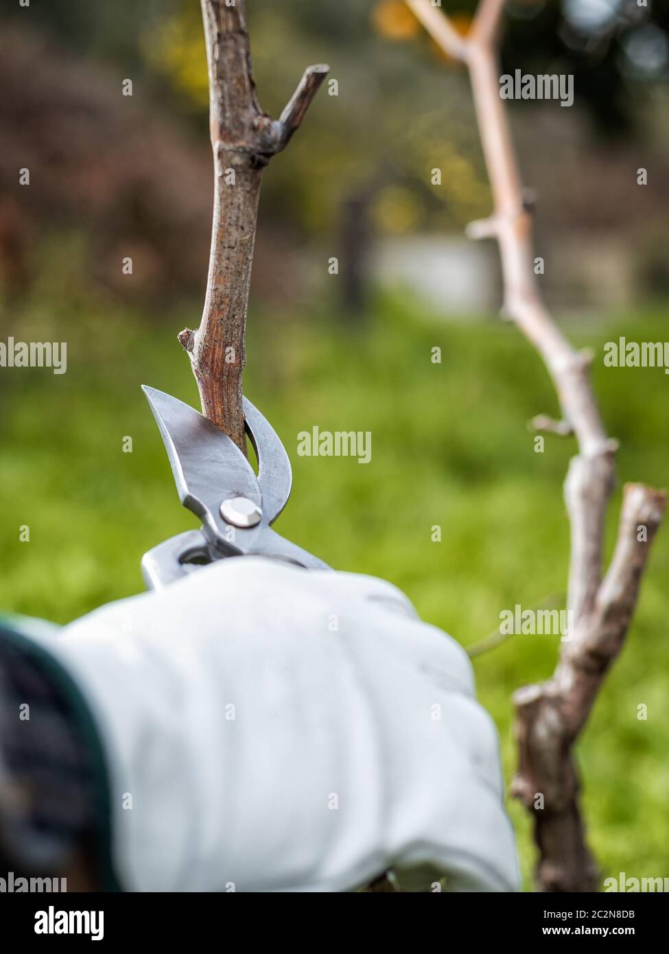 Winegrower with protective gloves. Prune the vineyard with professional ...