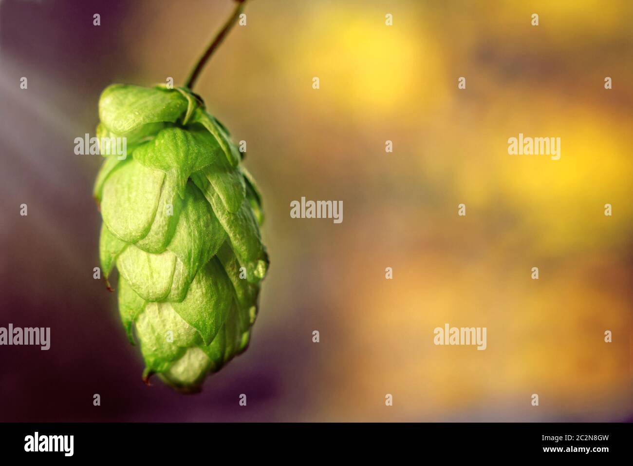Hop cone closeup Stock Photo - Alamy