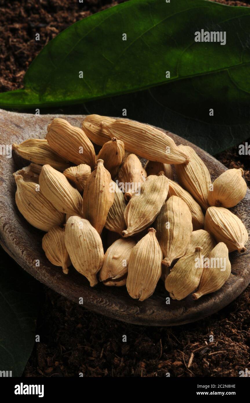 Cardamum pod hi-res stock photography and images - Alamy