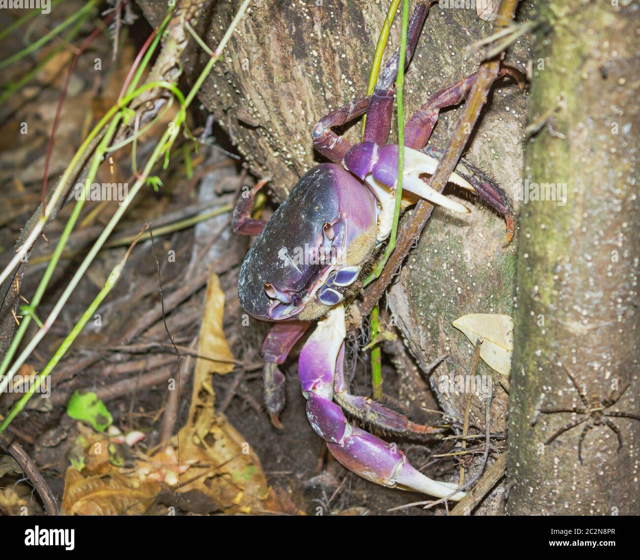 Large land crab in the jungle at night Stock Photo - Alamy