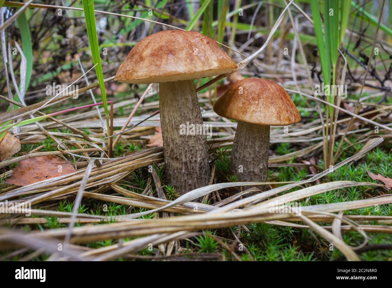 Brown cap bolete hi-res stock photography and images - Alamy