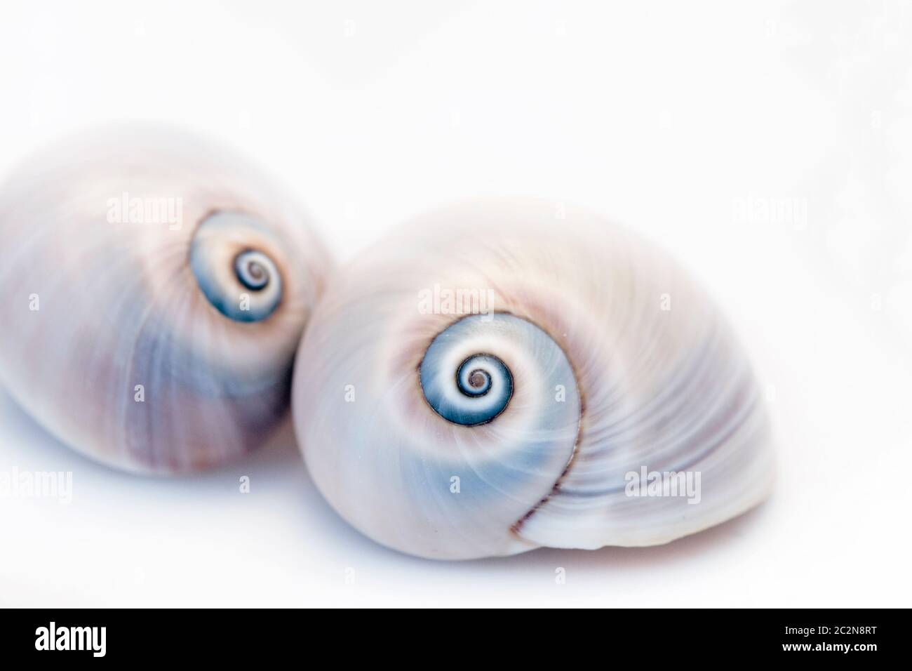Shark eye shell hi-res stock photography and images - Alamy