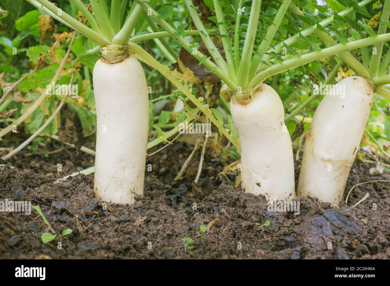 Daikon radish in the garden Stock Photo - Alamy