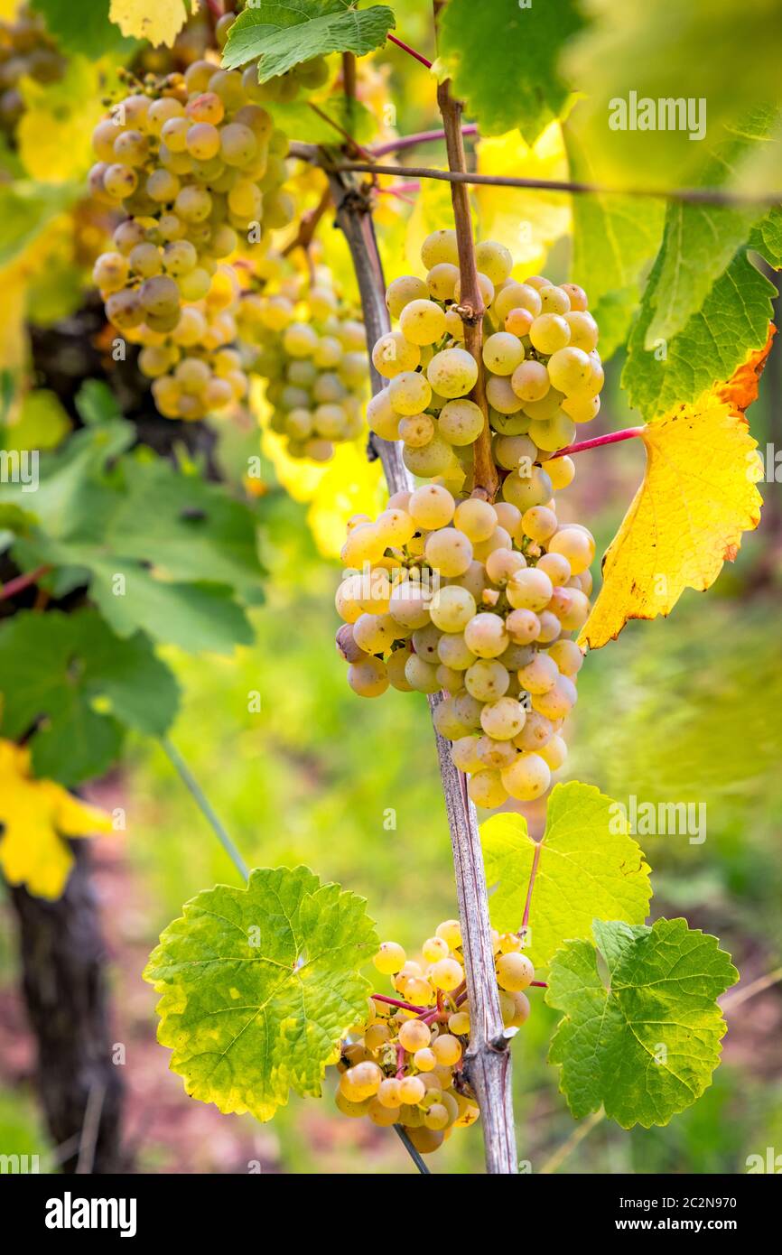 Ripe yellow grapes hang in the direct backlight of the sun on the bush ...