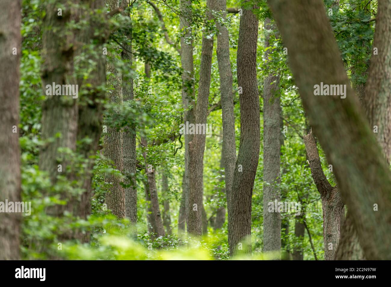 German Moor forest landscape with fern, grass and deciduous trees in ...