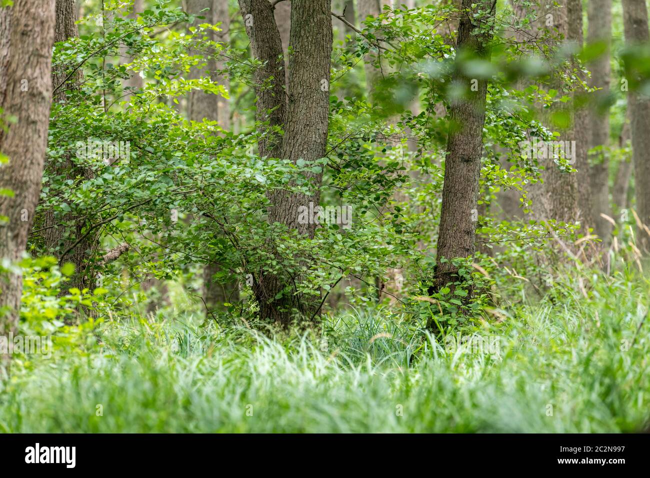 German Moor forest landscape with fern, grass and deciduous trees in ...
