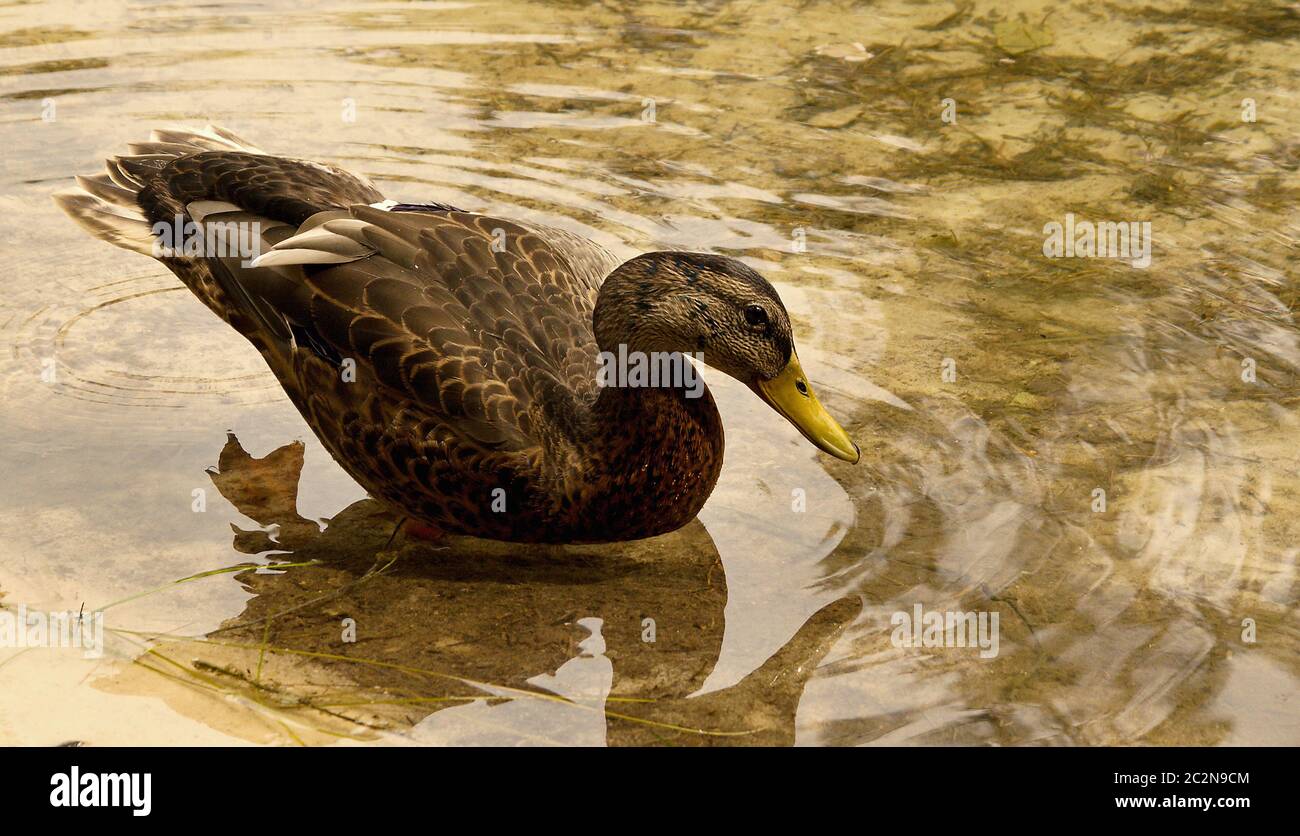 duck bathing in clear water Stock Photo - Alamy