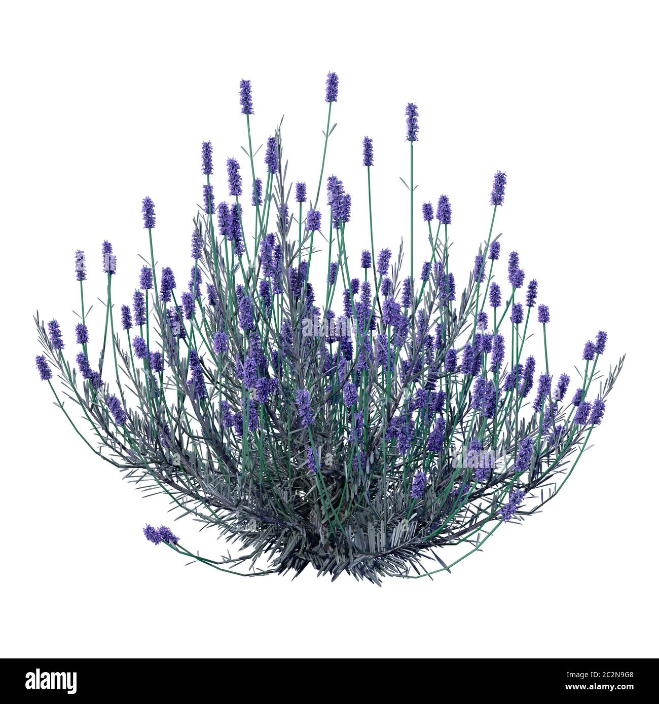 3D rendering of lavender flowers isolated on white background Stock ...