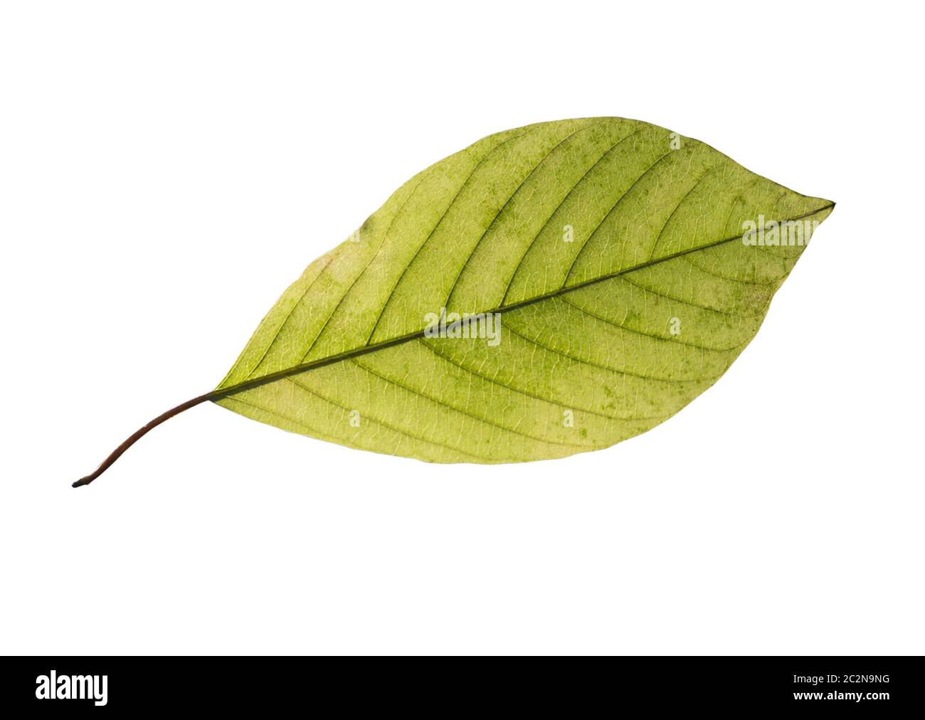 birch leaf isolated on white background Stock Photo - Alamy