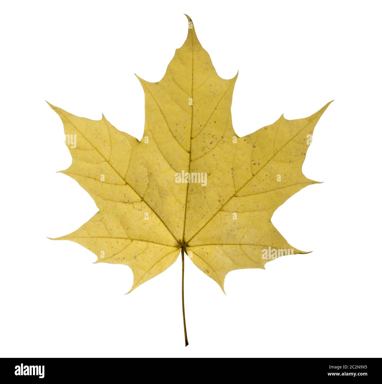 maple leaf isolated on white background Stock Photo - Alamy