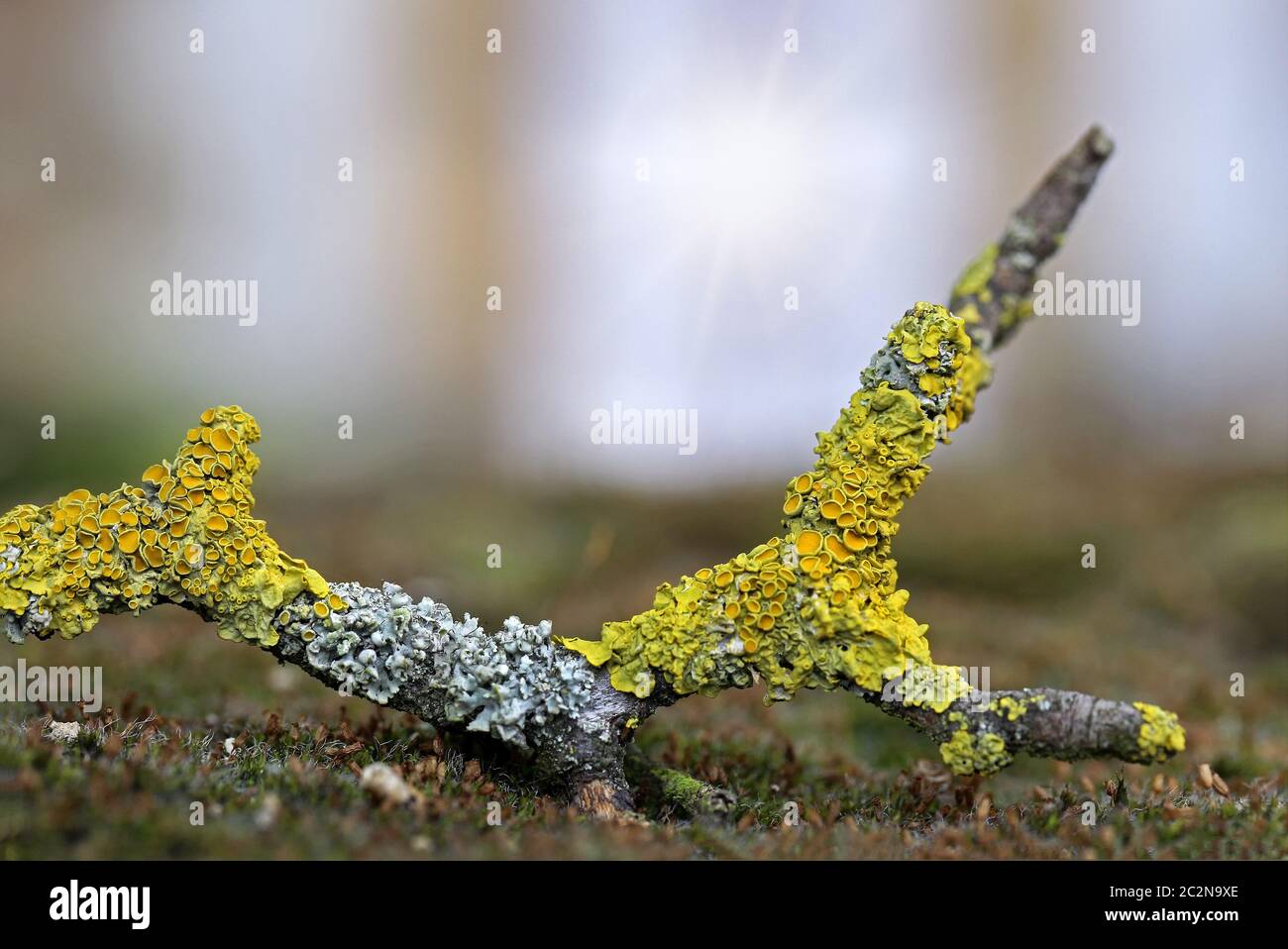 Lichen symbiosis hi-res stock photography and images - Alamy