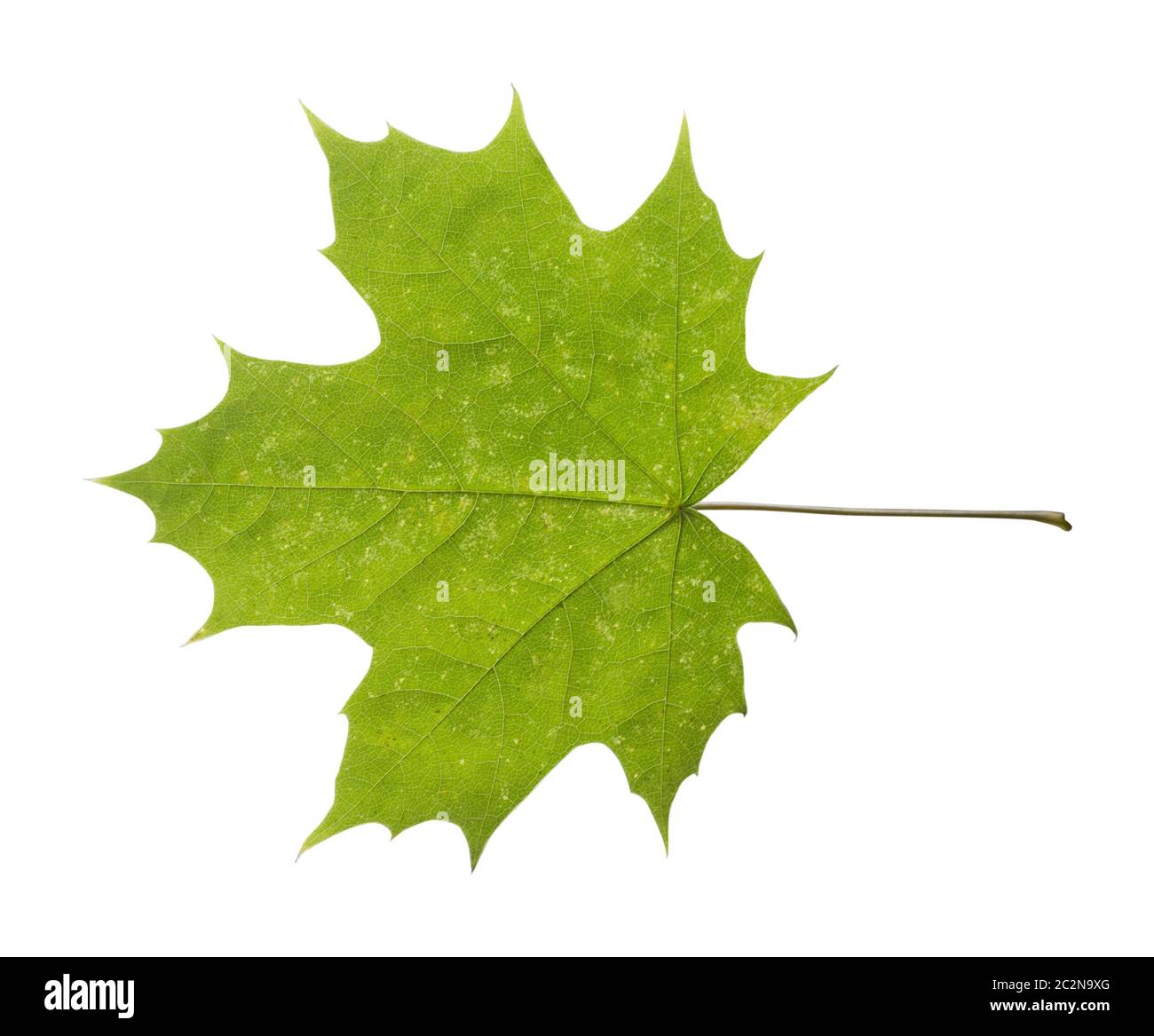 maple leaf isolated on white background Stock Photo - Alamy
