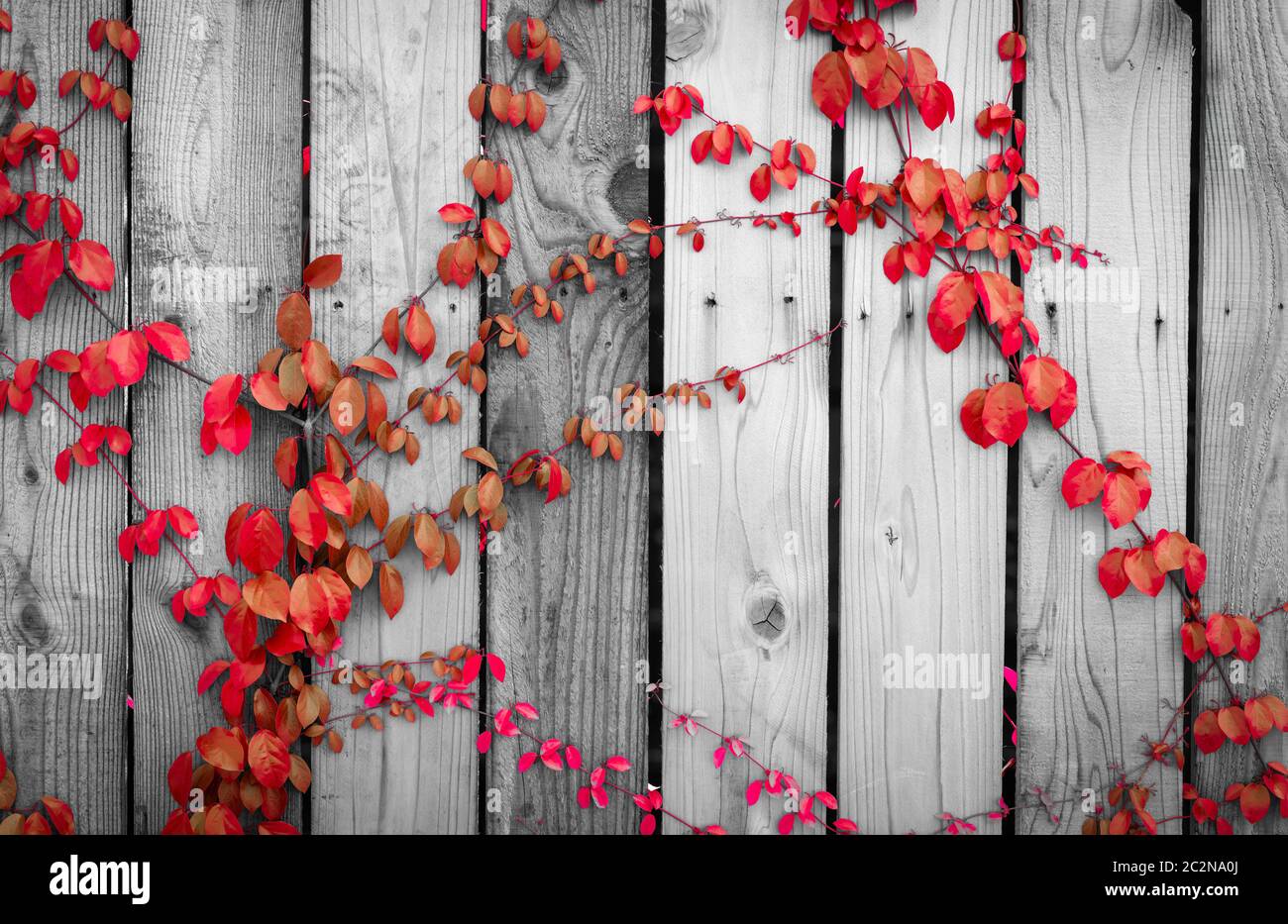 Red ivy climbing on wood fence. Creeper plant on gray and white wooden ...